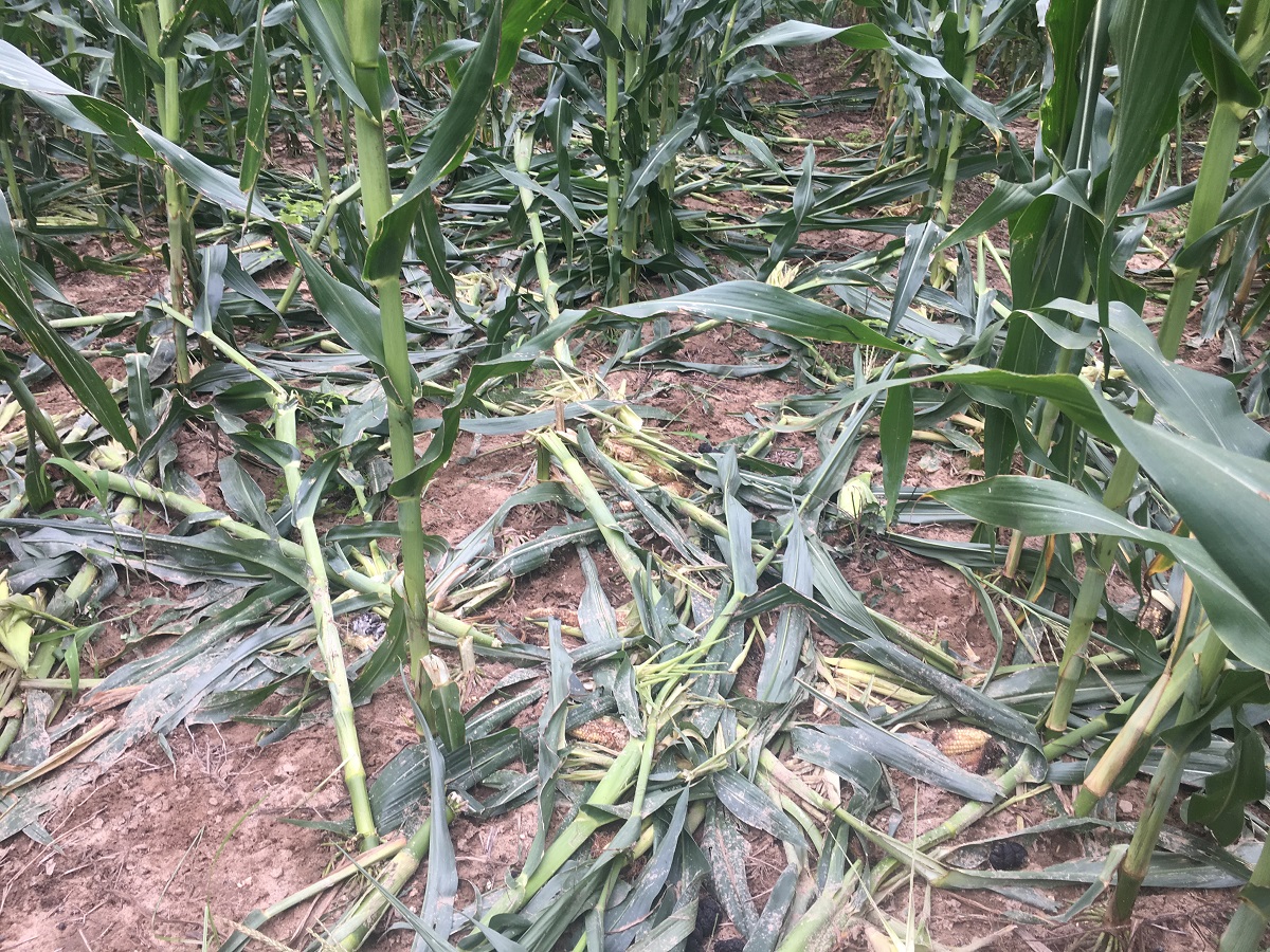 What’s the Deal With 30 to 50 Feral Hogs? Explained — Grady Newsource