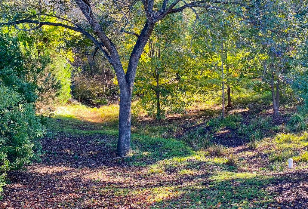 Rain Gardens: How You Can Conserve Water in Your Own Backyard — Grady Newsource