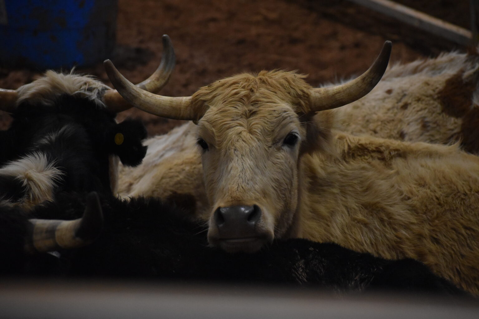 UGA Block and Bridle Students Celebrate 50 Years of Rodeo — Grady Newsource